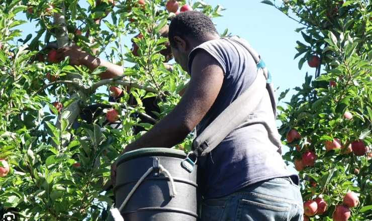 新西兰上调季节工薪水门槛：最低25.47纽币/小时_天维留学移民频道 - Skykiwi.com