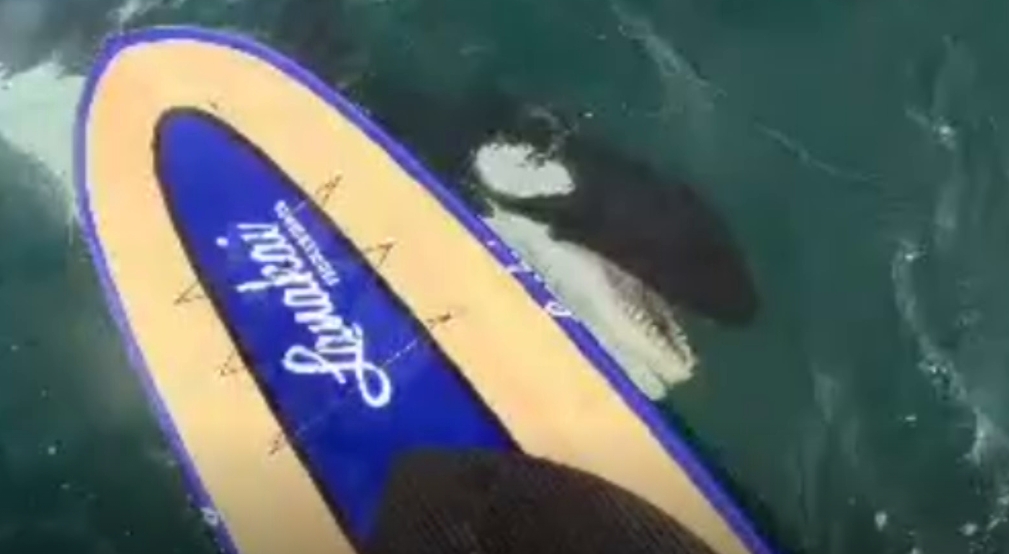 紧不紧张？奥克兰男子发现冲浪板下出现虎鲸_天维新闻频道 - Skykiwi.com