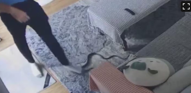 惊魂一幕：新西兰男子在澳家中踩到剧毒蛇浑然不知_天维新闻频道 - Skykiwi.com