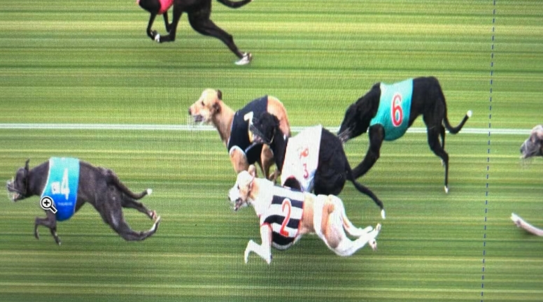 “完美赌注！”奥克兰赛狗玩家押注$30回报$77万_天维新闻频道 - Skykiwi.com