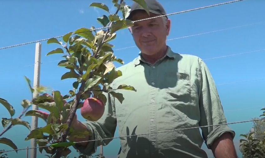 新西兰苹果和梨产业利润创历史新高 走出飓风灾害阴影_天维新闻频道 - Skykiwi.com