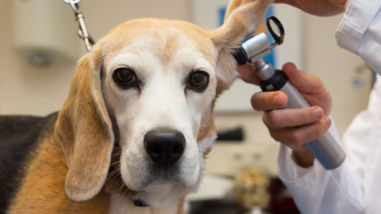 “毛孩子”也受生活成本危机波及：新西兰人节约养犬_天维新闻频道 - Skykiwi.com