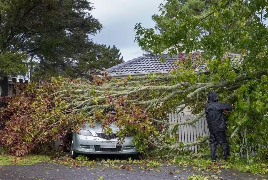 突发！惠灵顿一男子被刮断树枝砸中不幸身亡_天维惠灵顿新闻 - welly.skykiwi.com