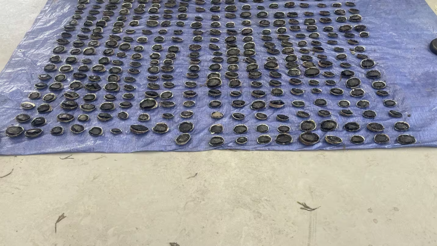 北岛两潜捕者非法捕捞369只小鲍鱼 被抓现行_天维新闻频道 - Skykiwi.com