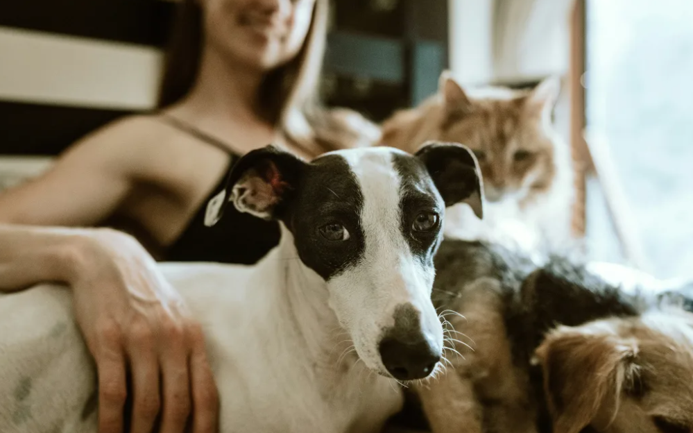 租房宠物押金下月正式实施，这些细节请注意_天维新闻频道 - Skykiwi.com